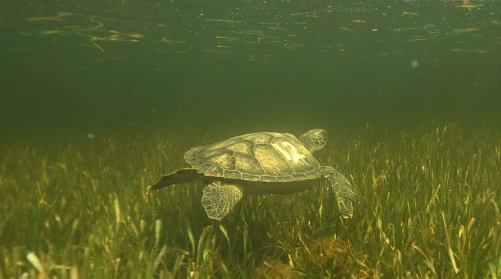 Ray Carthy: “Important Things Happen at Beaches” – Center for Coastal ...