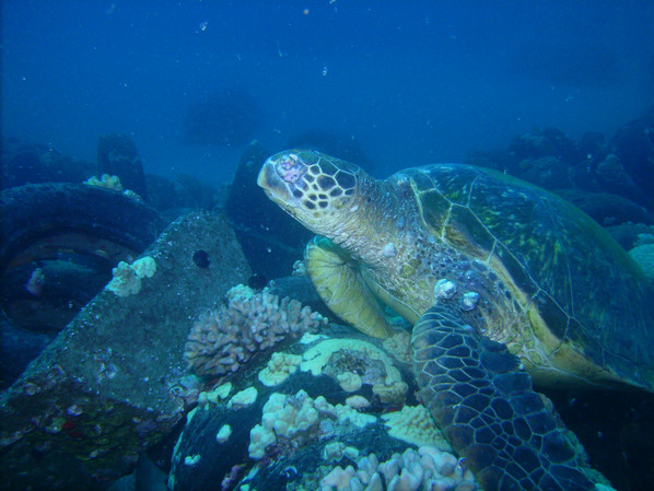 Environmental conditions may trigger cancer in sea turtles - Center for ...