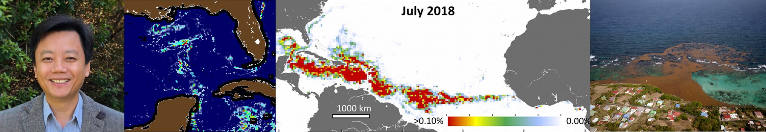 Rising green tides and golden tides: An oceanographic regime shift ...