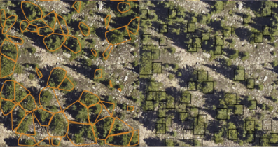 TREE CROWNS DATASET NOW AVAILABLE! - Alina Zare – Machine Learning and ...